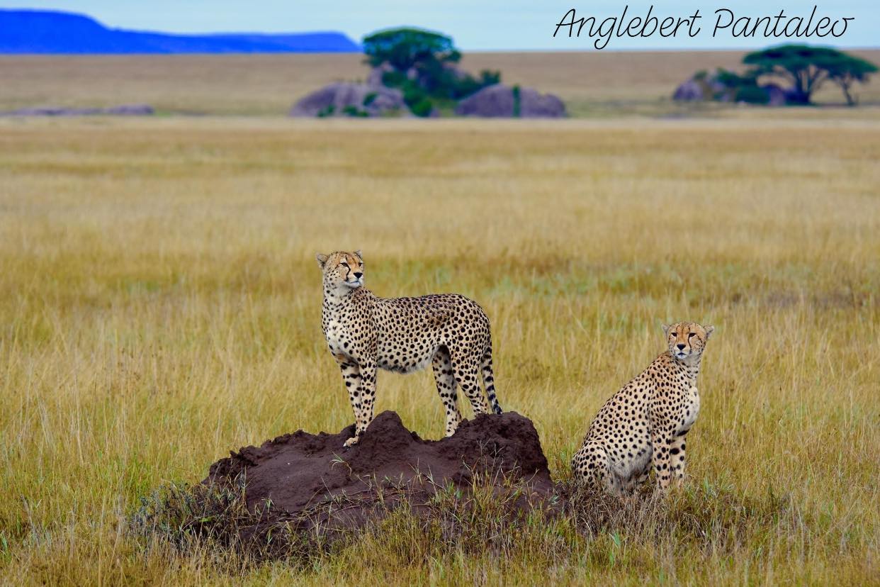 2026 Photo Safaris Expeditions - Africa Nature Photography